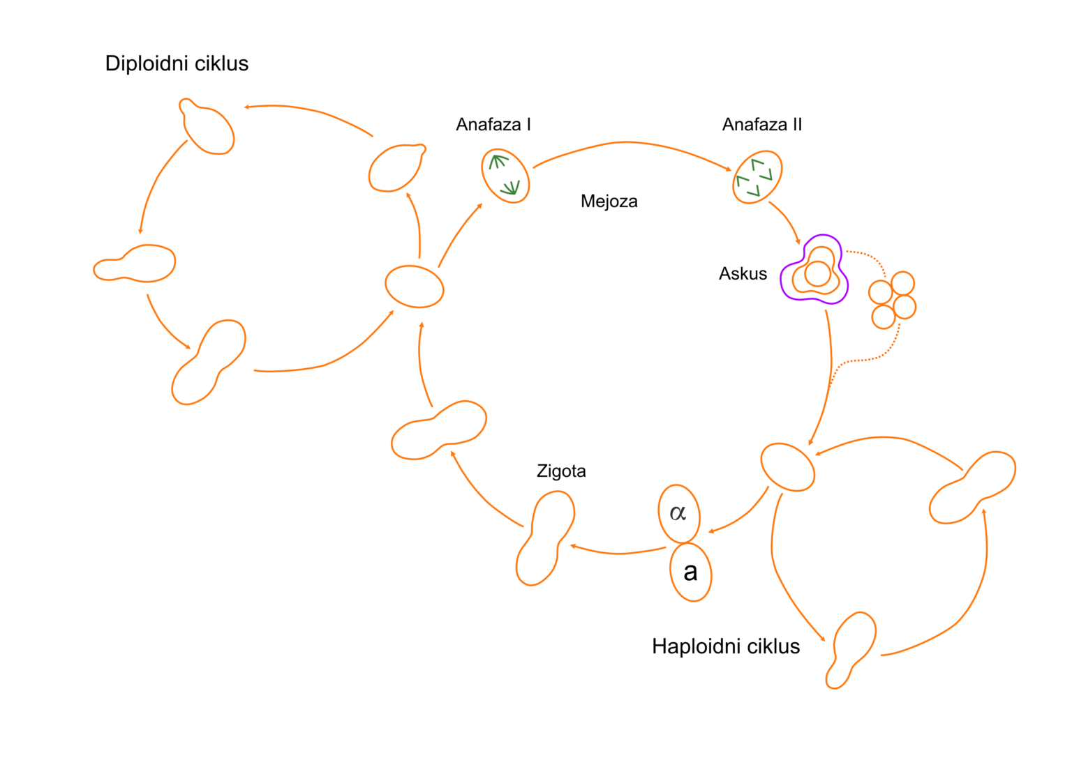 Kartiranje gena u kvasca analizom tetrada - Mrežni udžbenik iz genetike