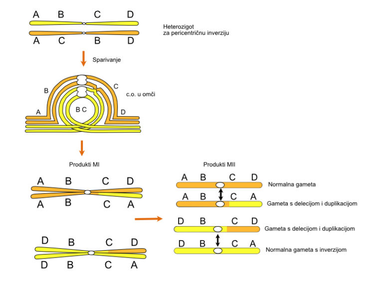 Inverzija - Mrežni udžbenik iz genetike