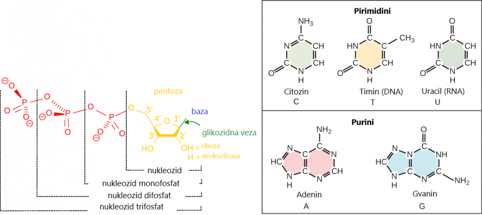 Građa nukleinskih kiselina - Mrežni udžbenik iz genetike