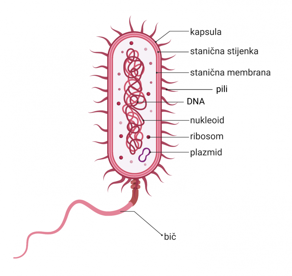 Građa stanice - Mrežni udžbenik iz genetike