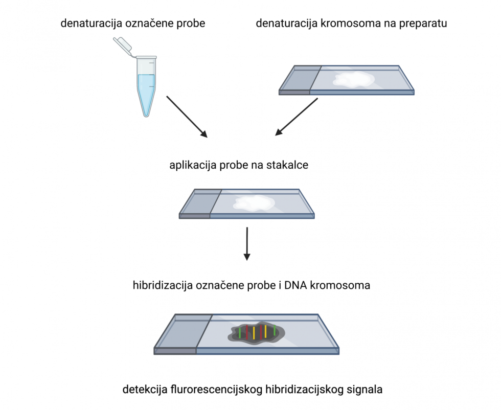 Eukariotski kromosom - Mrežni udžbenik iz genetike