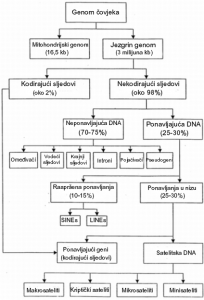 Regulacija genske ekspresije - Mrežni udžbenik iz genetike