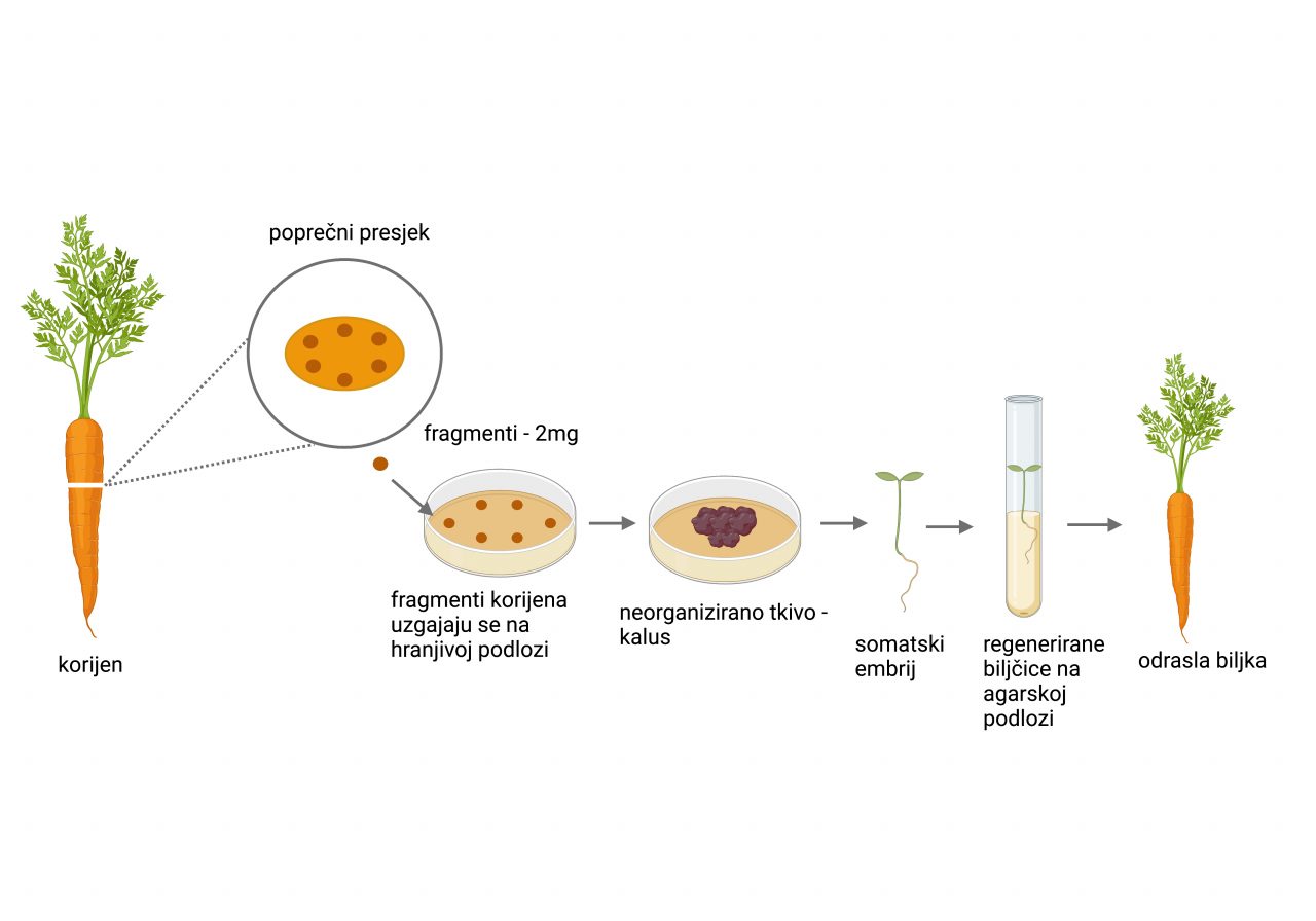 Kloniranje biljaka u laboratorijskim uvjetima - Mrežni udžbenik iz genetike