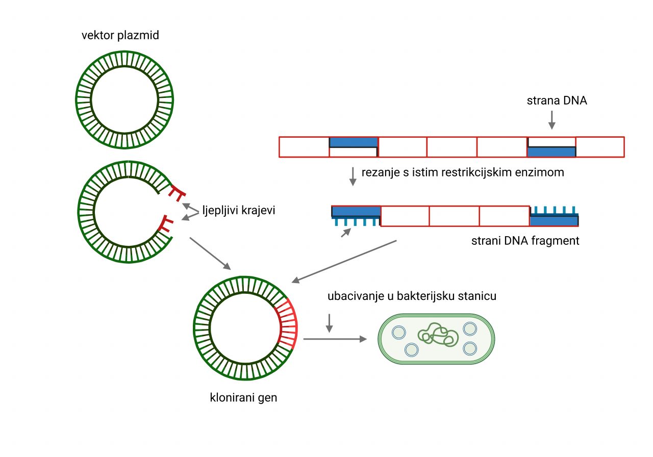 Tehnologija rekombinantne DNA ili genetičko inženjerstvo - Mrežni ...