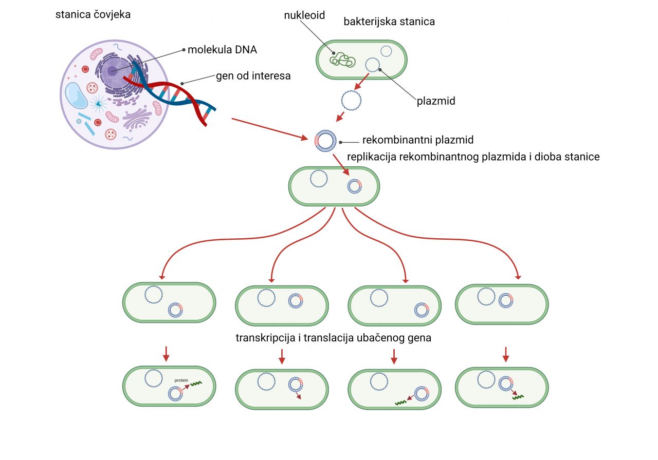 Tehnologija rekombinantne DNA ili genetičko inženjerstvo - Mrežni ...