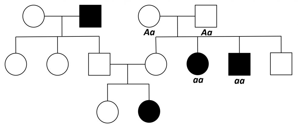 Značenje Mendelovog rada - Mrežni udžbenik iz genetike
