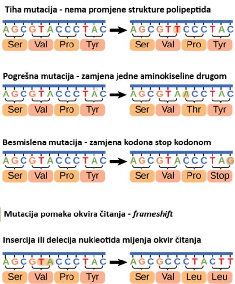 Molekularna osnova i vrste mutacija - Mrežni udžbenik iz genetike